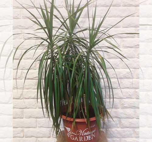 Драцена Dracaena marginata