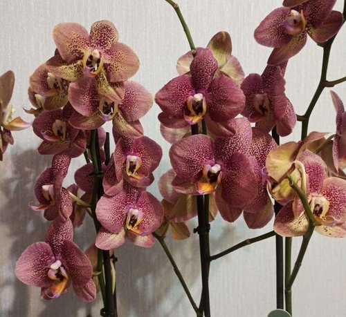 Орхидея фаленопсис Тулон, 2 ствола