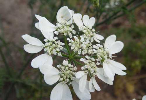 Зонтичные (Apiaceae) растения (семена, саженцы)