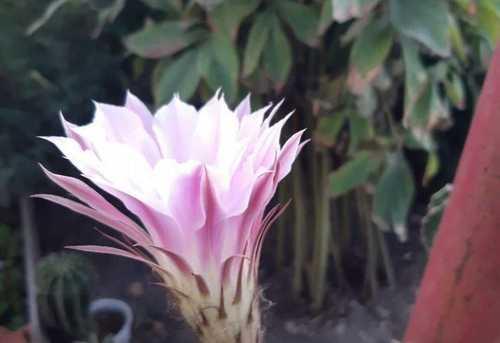 Кактус “ Echinopsis tubiflora “