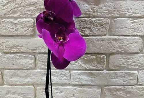 Орхидея фаленопсис большой перец