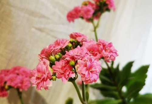 Каланхоэ цветущий комнатное растение
