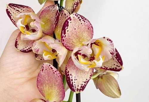 Орхидея фаленопсис Пиниф Пелор