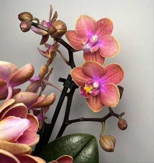 Орхидея парфюмерная фабрика Дасти бель