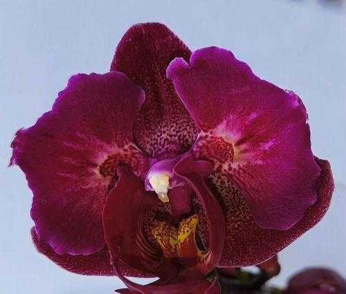 Орхидея фаленопсис полубабочка стелленбош