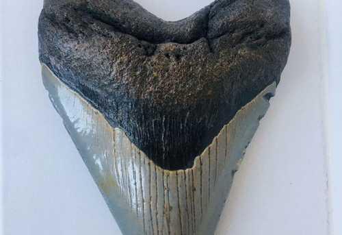 Зуб Акулы Мегалодон