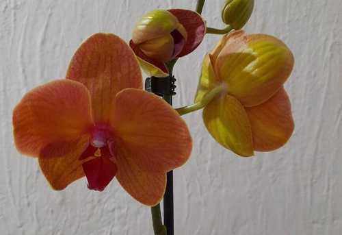 Орхидея фаленопсис терракотовый цвет