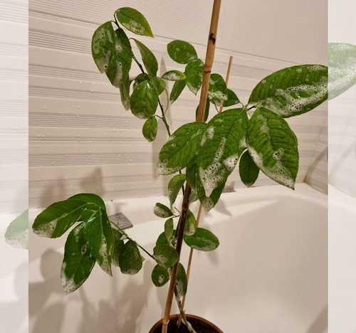 Лимон Мейера саженец