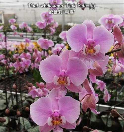 Орхидея Phal. schilleriana 'Pink Butterfly'