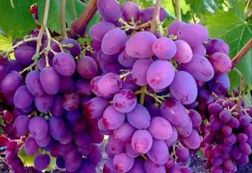 Продаем саженцы винограда