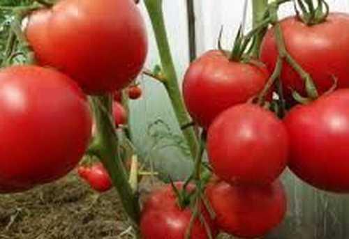 Рассада урожайных и вкусных томатов