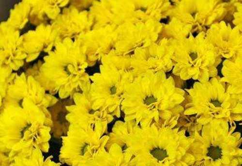 Букет из 25 желтых кустовых хризантем Сантини
