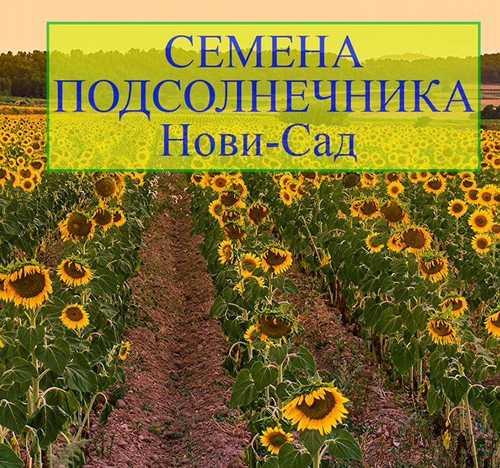 Гибриды семена подсолнечника Нсх, Нс, (Нови Сад)