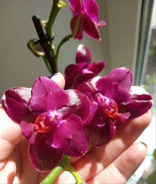 Орхидея фаленопсис бабочка дорого