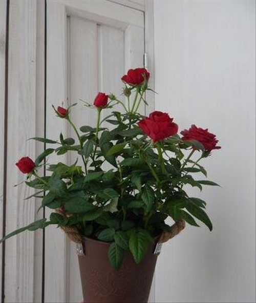 Черенки красной розы "Кордана микс"