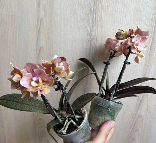 Орхидея фаленопсис бабочка Dusty Belle