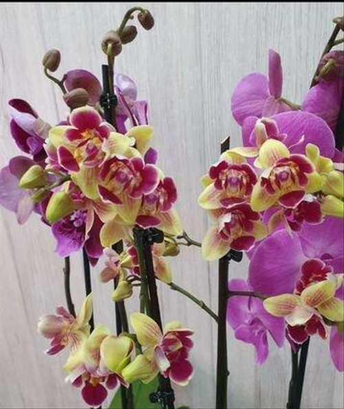 Орхидея трилипс пелор новый сорт
