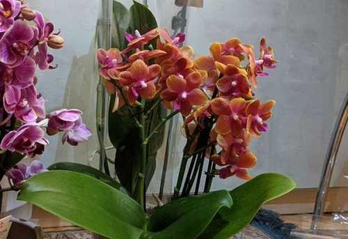 Орхидея ароматная