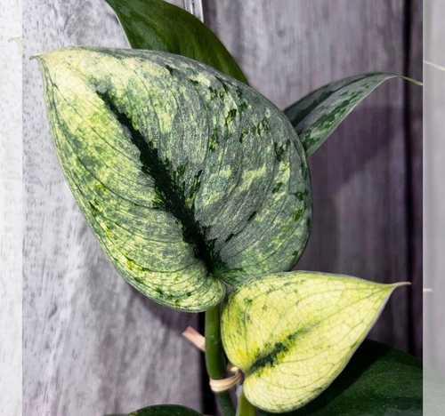 Сциндапсус Exotica Mint