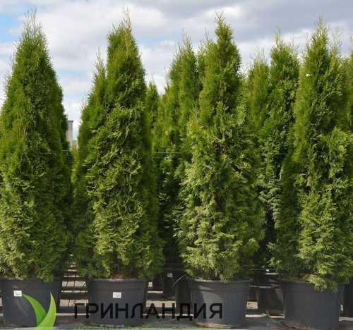 Туя колумна 170 см