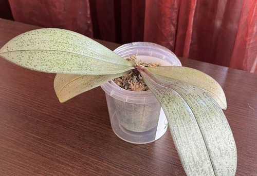 Орхидея фаленопсис Phal Bronze Maiden
