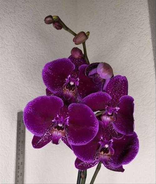 Орхидея фаленопсис 12 см цветок