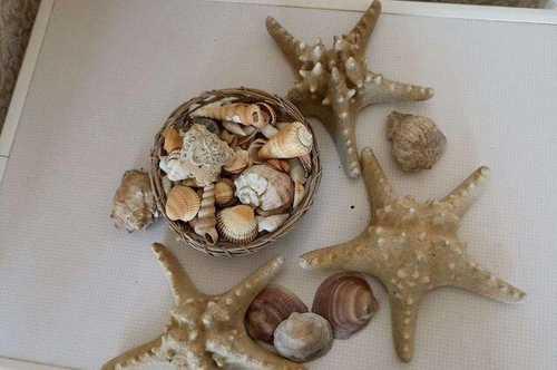 Ракушки морские звезды