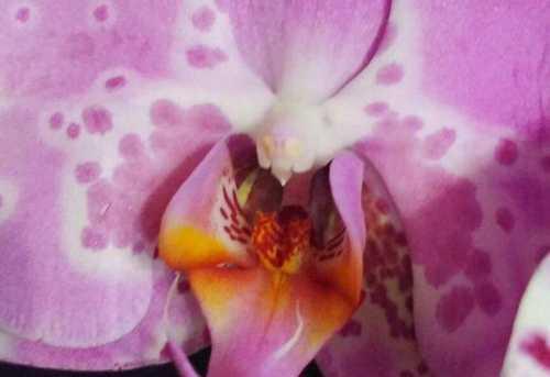 Орхидея крупноцветковая (отцвет)