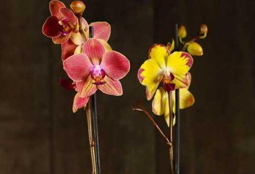 Орхидея Фаленопсис Попугай-Анкона 2 ст