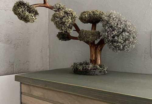 Декоративное дерево бонсай