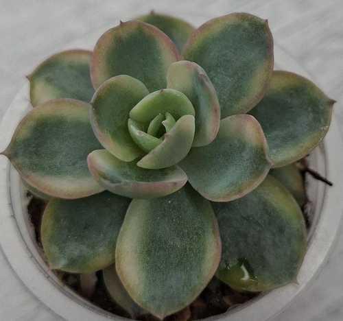 Echeveria Pink Vera и др