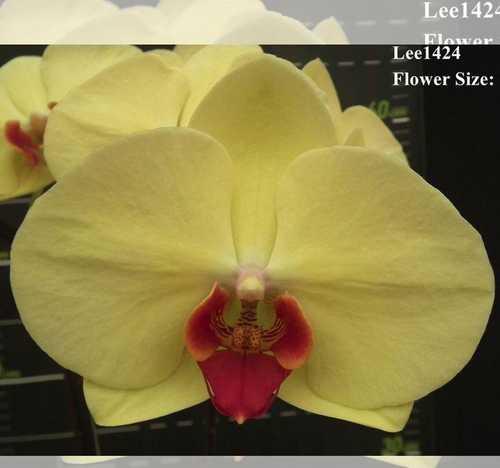 Орхидея Phal. L1424