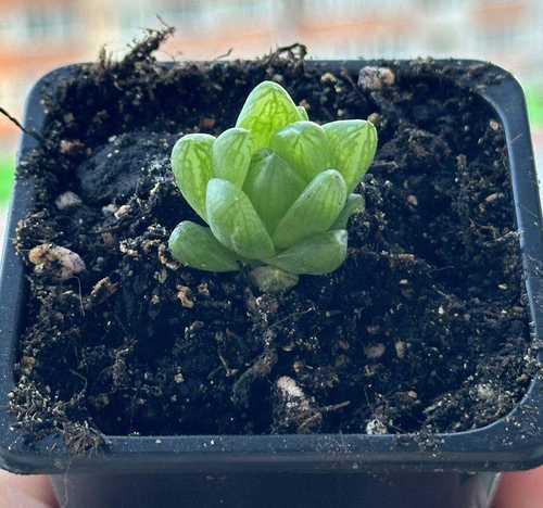 Хавортия Купера обтуза (Haworthia cooperi Obtusa)