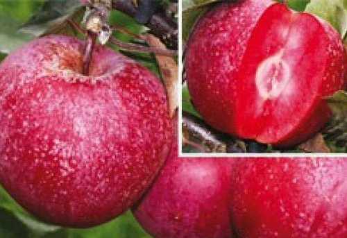 Красномясая яблоня