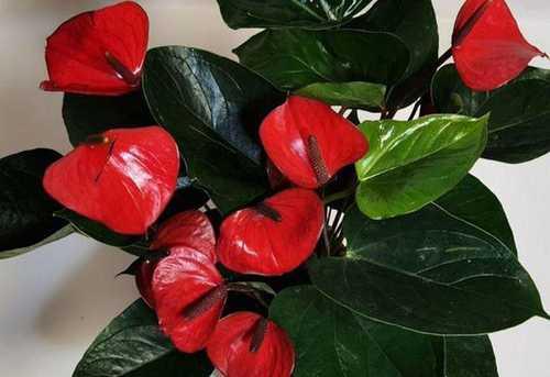Редкий Антуриум Red love, комнатные растения