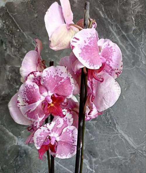 Орхидея фаленопсис Вероника (Veronica)