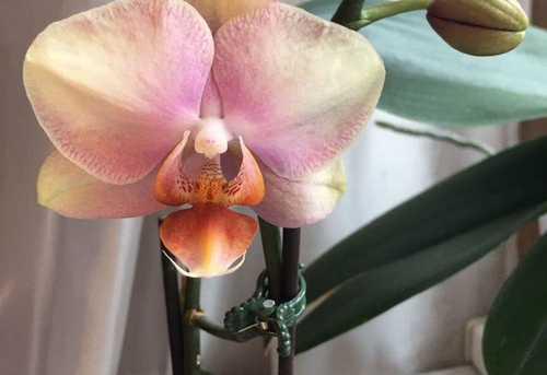 Орхидея фаленопсис Peaches (Персики)
