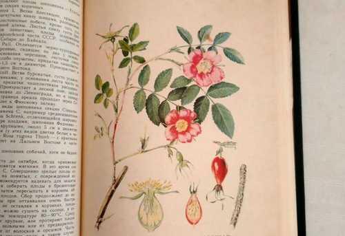Ботанические иллюстрации в книге