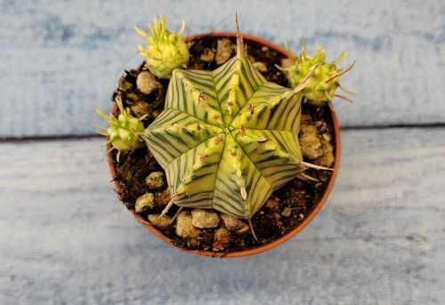 Euphorbia meloformis f. Variegated (Эуфорбия варие