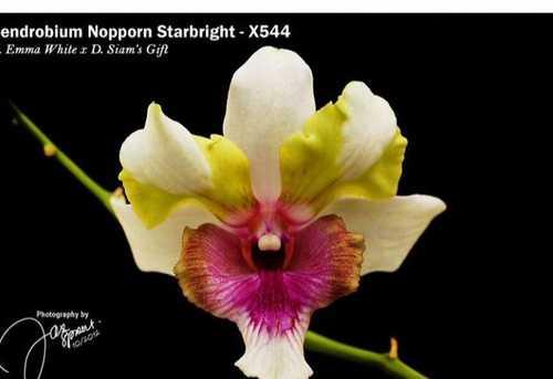 Дендробиум - фаленопсис Nopporn Starbright