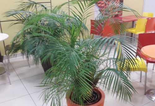Пальма натуральная Хамедорея и Хризалидокарпус