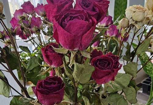 5 кустовых роз сухие для творчества сухоцветы