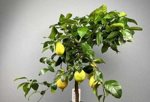 Лимонное дерево /цитрус H 80