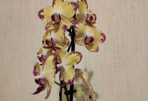 Орхидея Фаленопсис Попугай