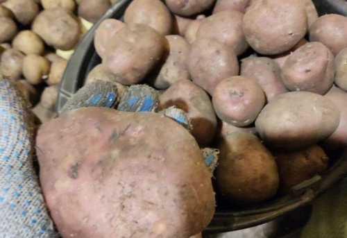 Картофель высокоурожайный на посадку