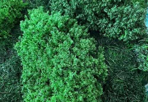 Вечно зеленый мох для дизайна эко панно кашпо
