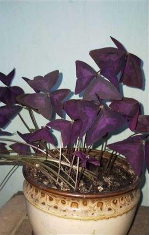 Оксалис фиолетовый. Кислица