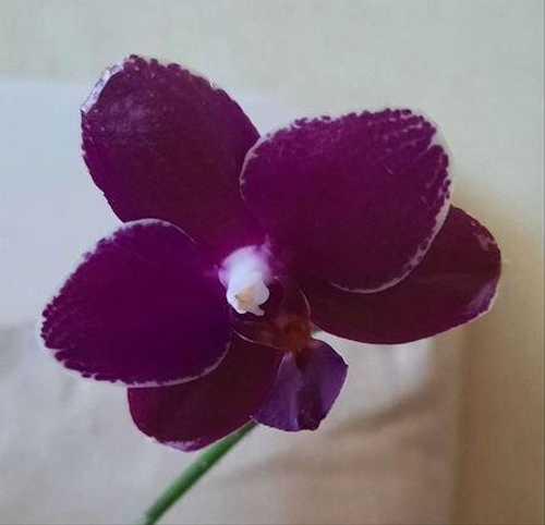 Орхидея Сого Релакс Азия