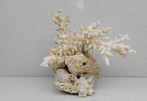 Коралл скала 19,4 морской сувенир подарок
