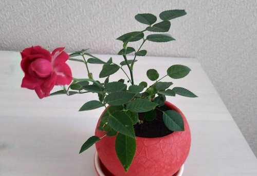 Роза цветет красная в керамическом кашпо